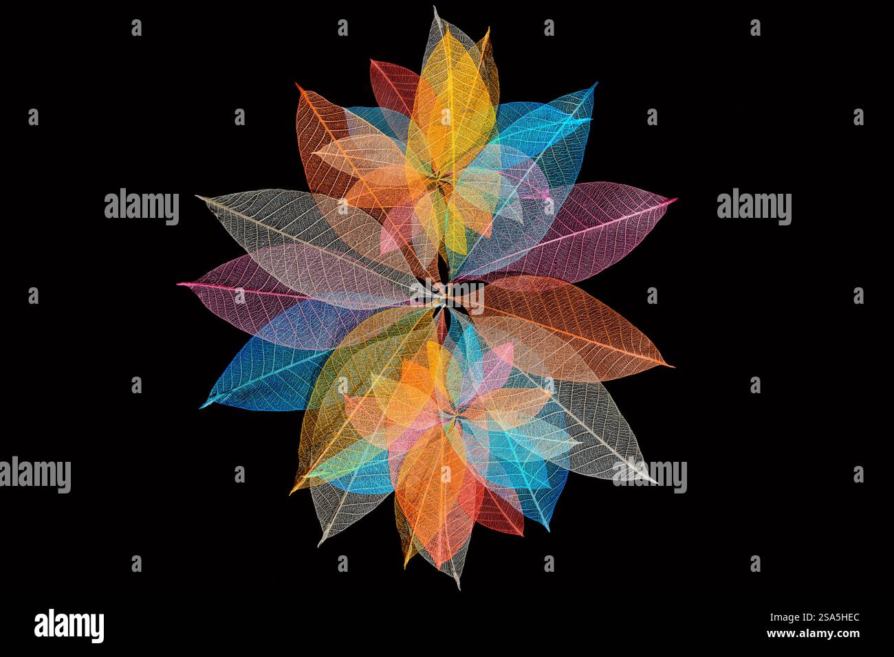 Multi-colored skeleton leaves arranged in radial pattern Stock Photo ...