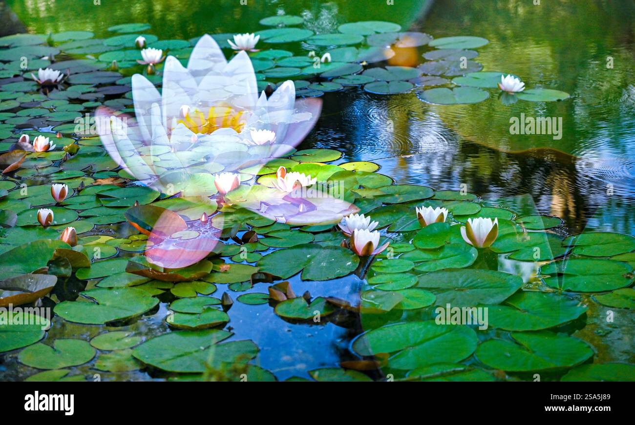 Soft composite of water lilies in a pond Stock Photo - Alamy