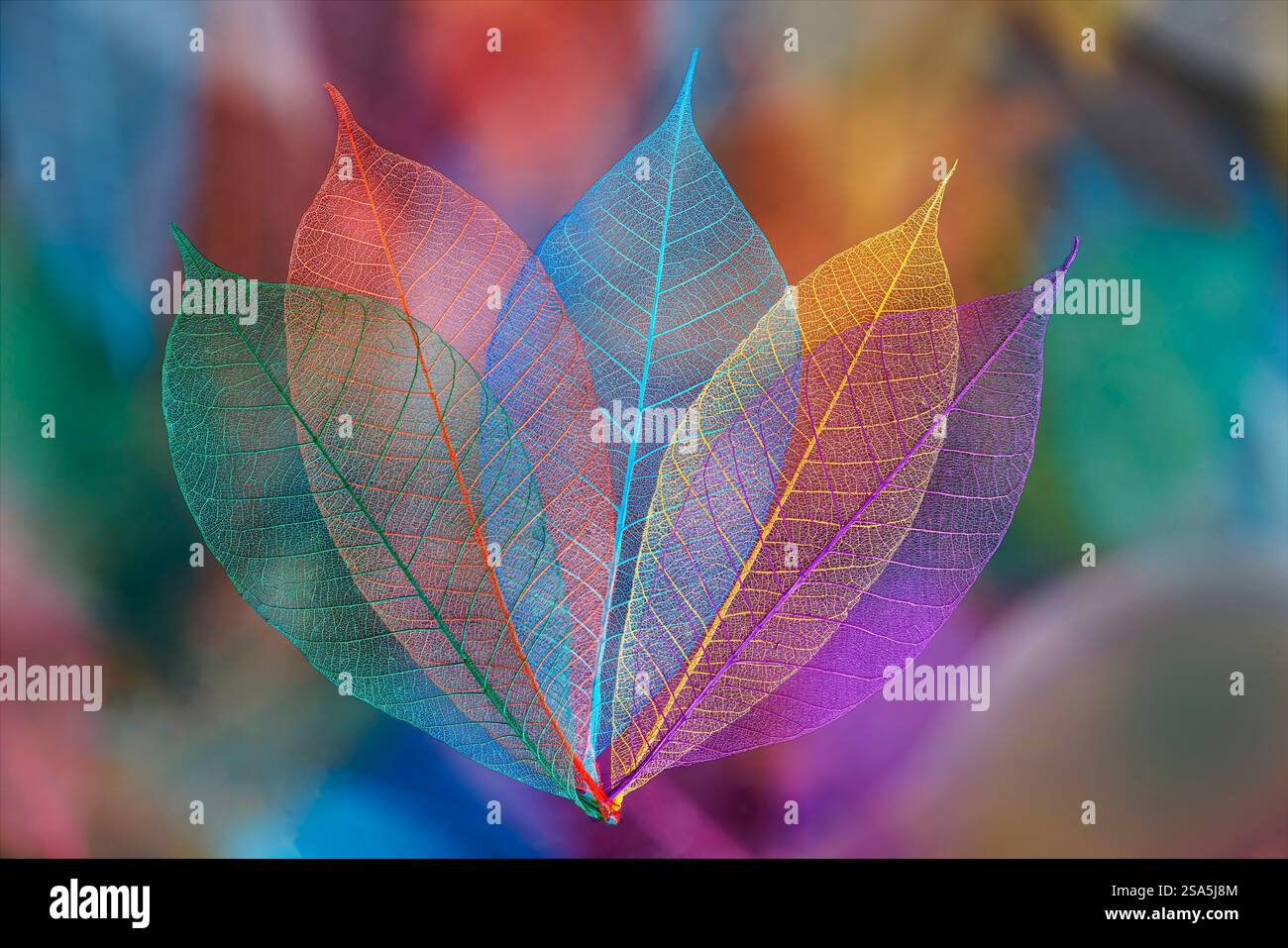 Multi-colored skeleton leaves arranged on black background Stock Photo ...