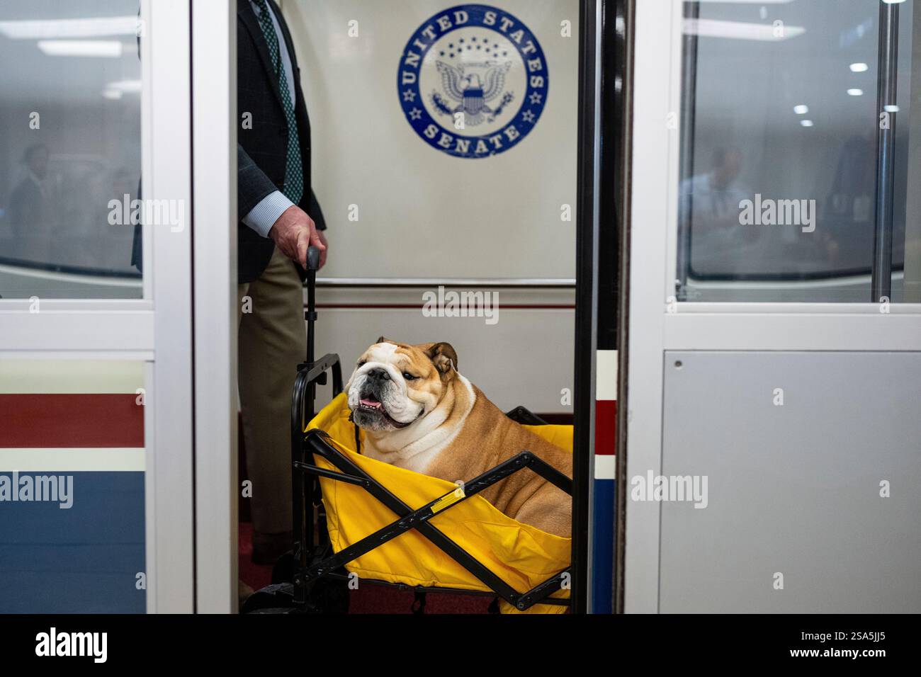 UNITED STATES - JANUARY 28: Sen. Jim Justice's English bulldog, Babydog ...