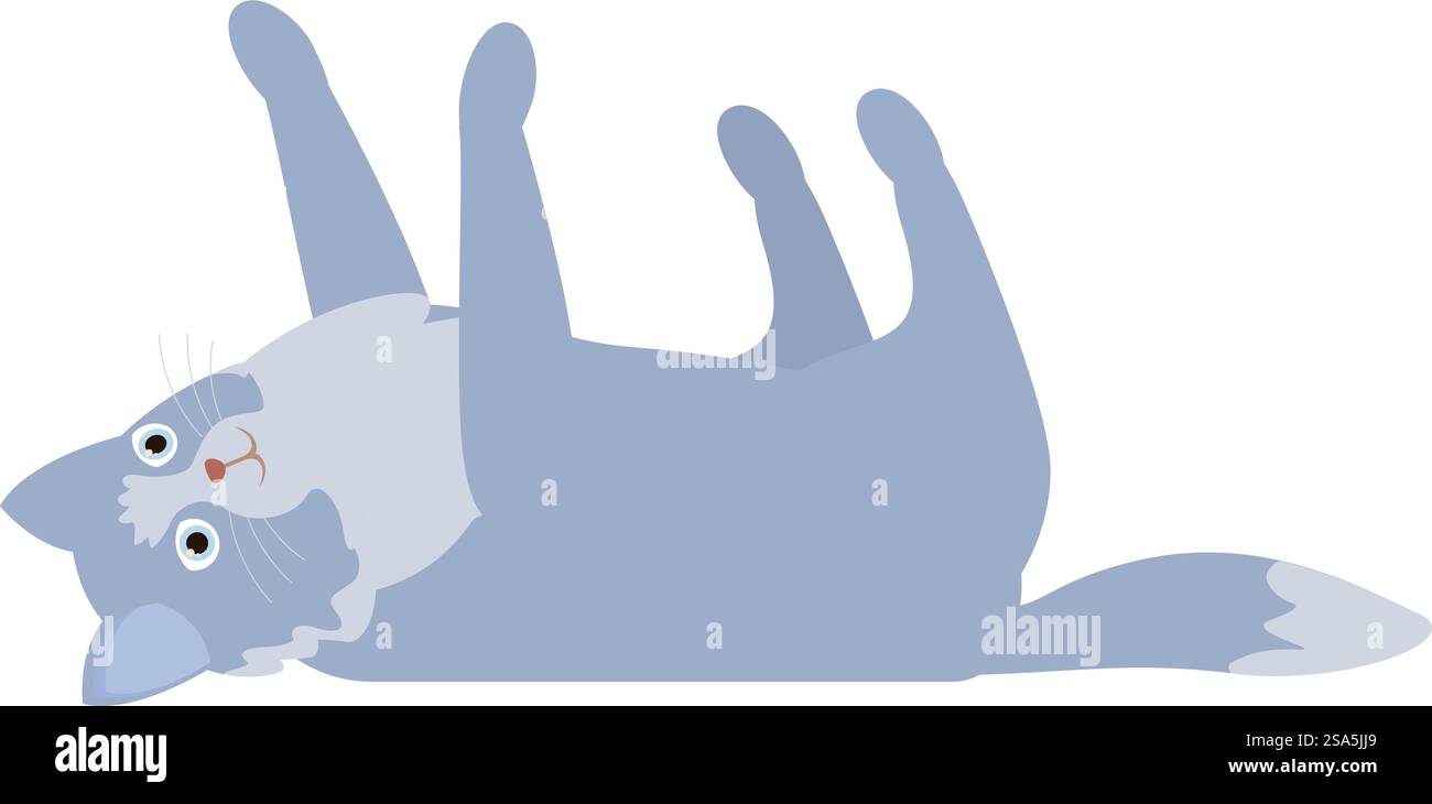 Playful blue tabby cat is rolling on its back, showing its playful ...