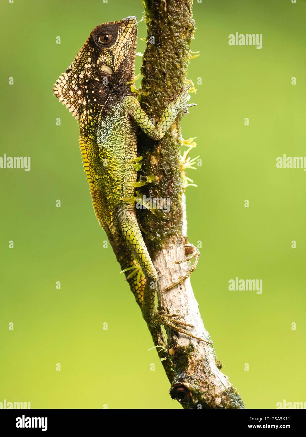 Helmeted iguana, aka smooth helmeted iguana, helmeted basilisk, elegant ...