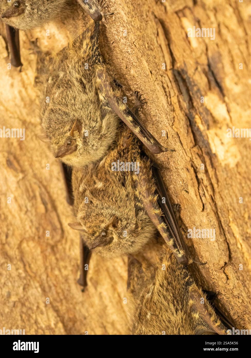 Proboscis Bat, Rhynchonycteris naso, Brazil, South America Stock Photo ...