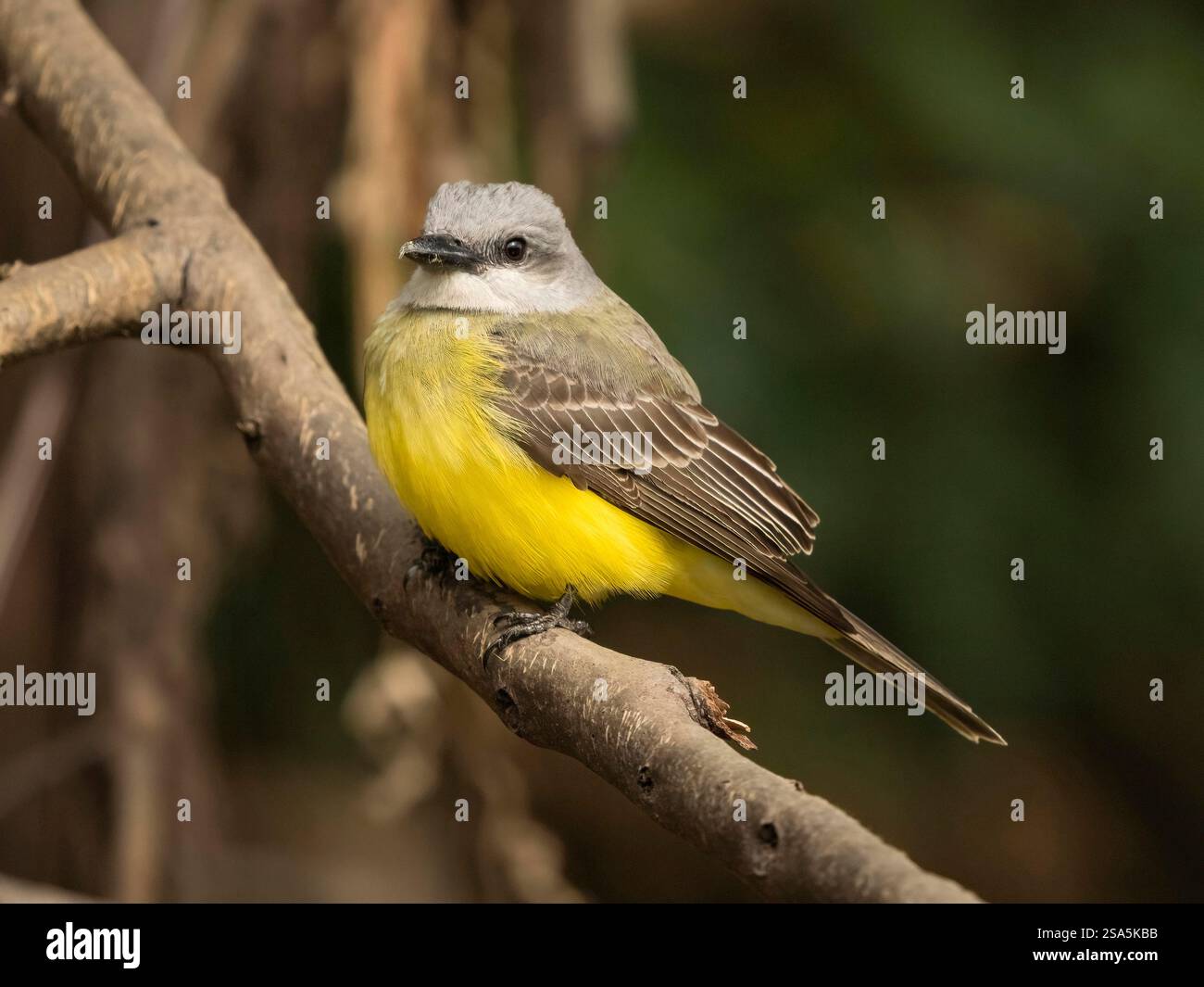 Tropical Kingbird, Tyrannus melancholicus, Brazil, South America Stock Photo - Alamy