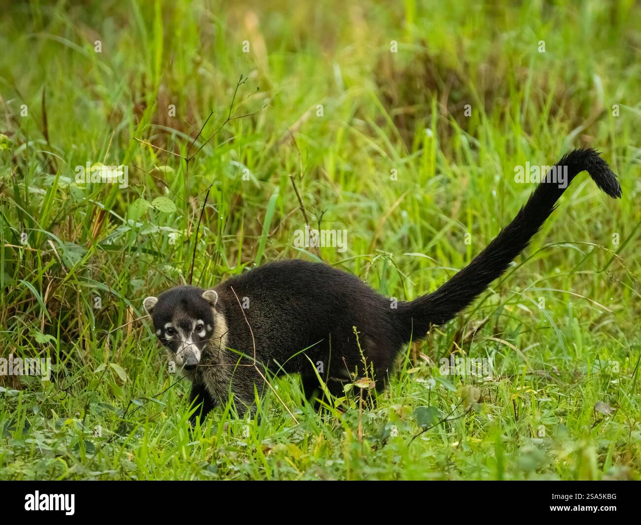 White-nosed coatimundi, aka Coatimundi, Nasua narica, Costa Rica ...