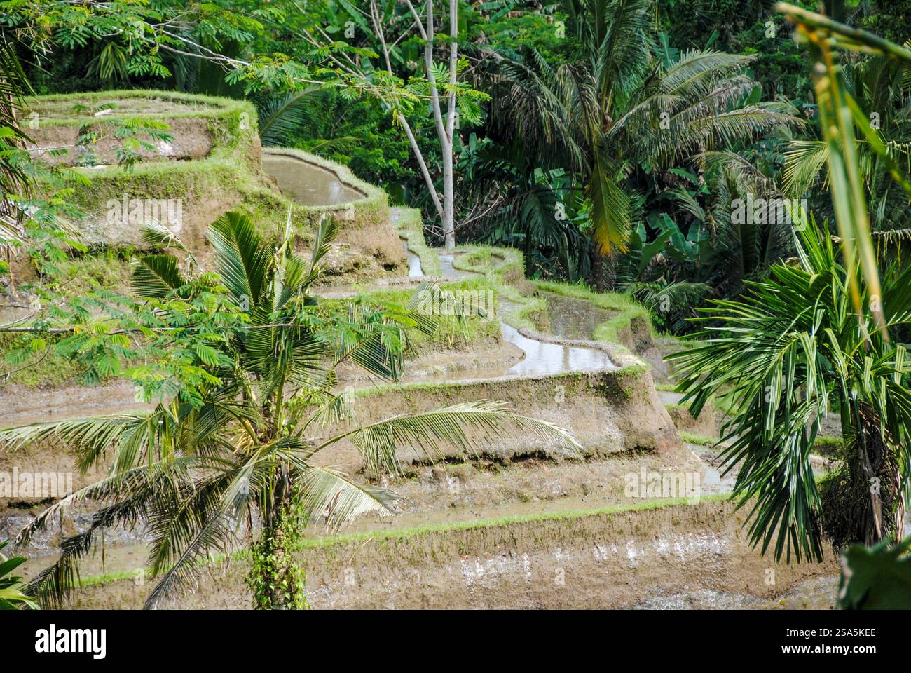 Close-up of lush rice terraces nestled among tropical vegetation in ...