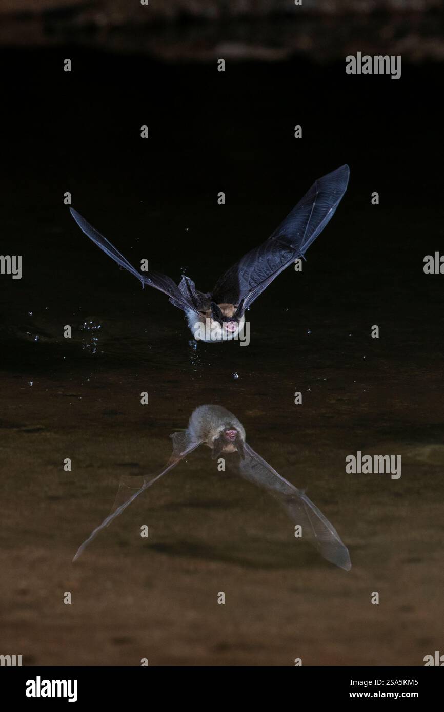 Long-eared myotis bat drinking on the fly, USA Arizona Stock Photo - Alamy