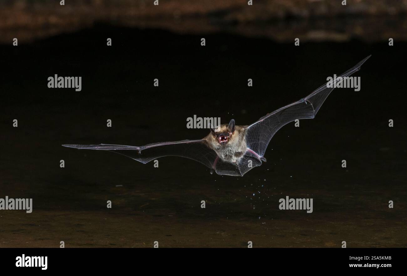 Long-eared myotis bat drinking on the fly, USA Arizona Stock Photo - Alamy