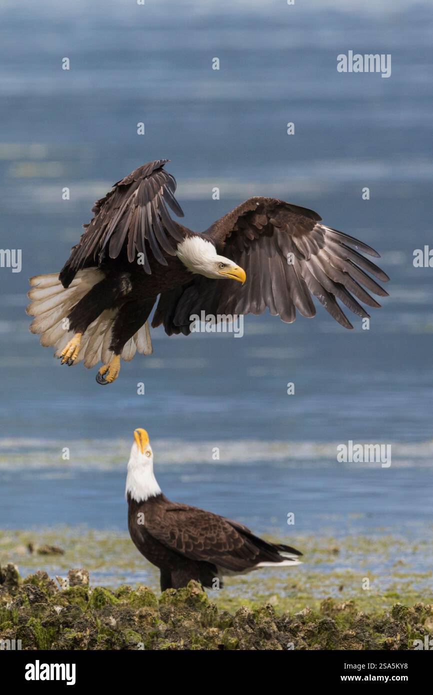 USA, Washington State. Hood Canal, bald eagle flyby Stock Photo - Alamy