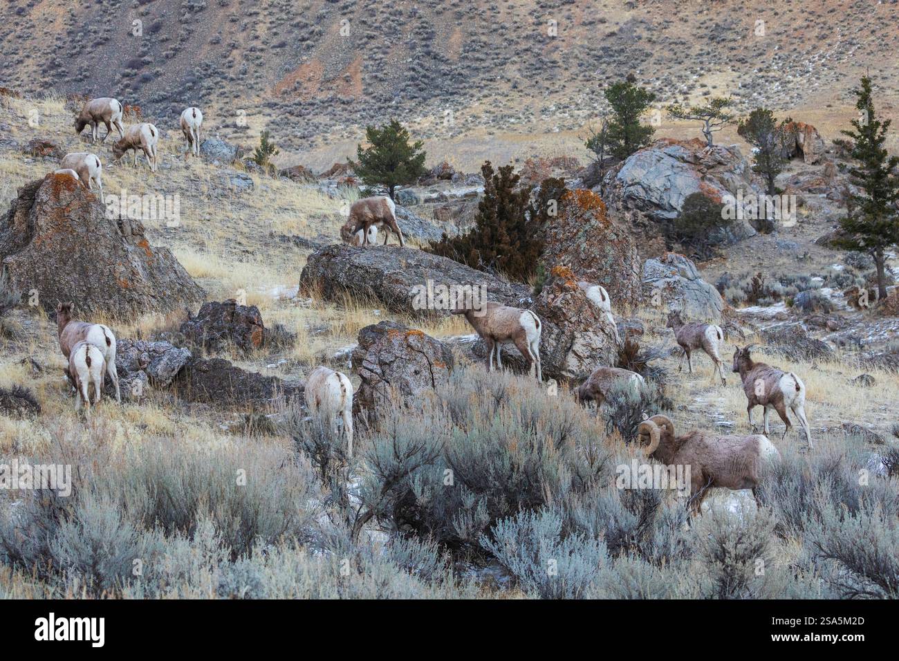 USA, Yellowstone National Park, Montana, bighorn sheep, wintering herd ...