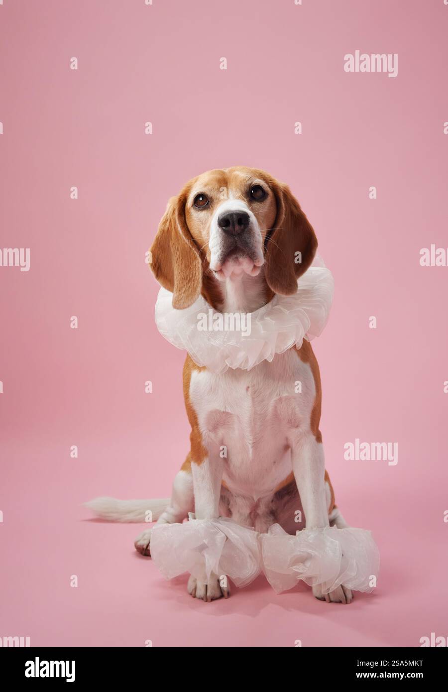 A beagle is seated gracefully with a white ruff collar on a pink studio ...