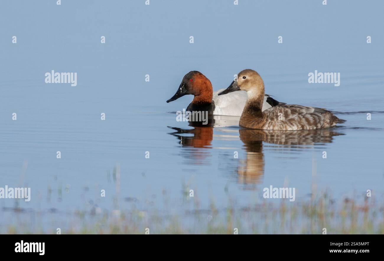 USA, Oregon, Malheur National Wildlife Refuge, canvasback duck pair ...