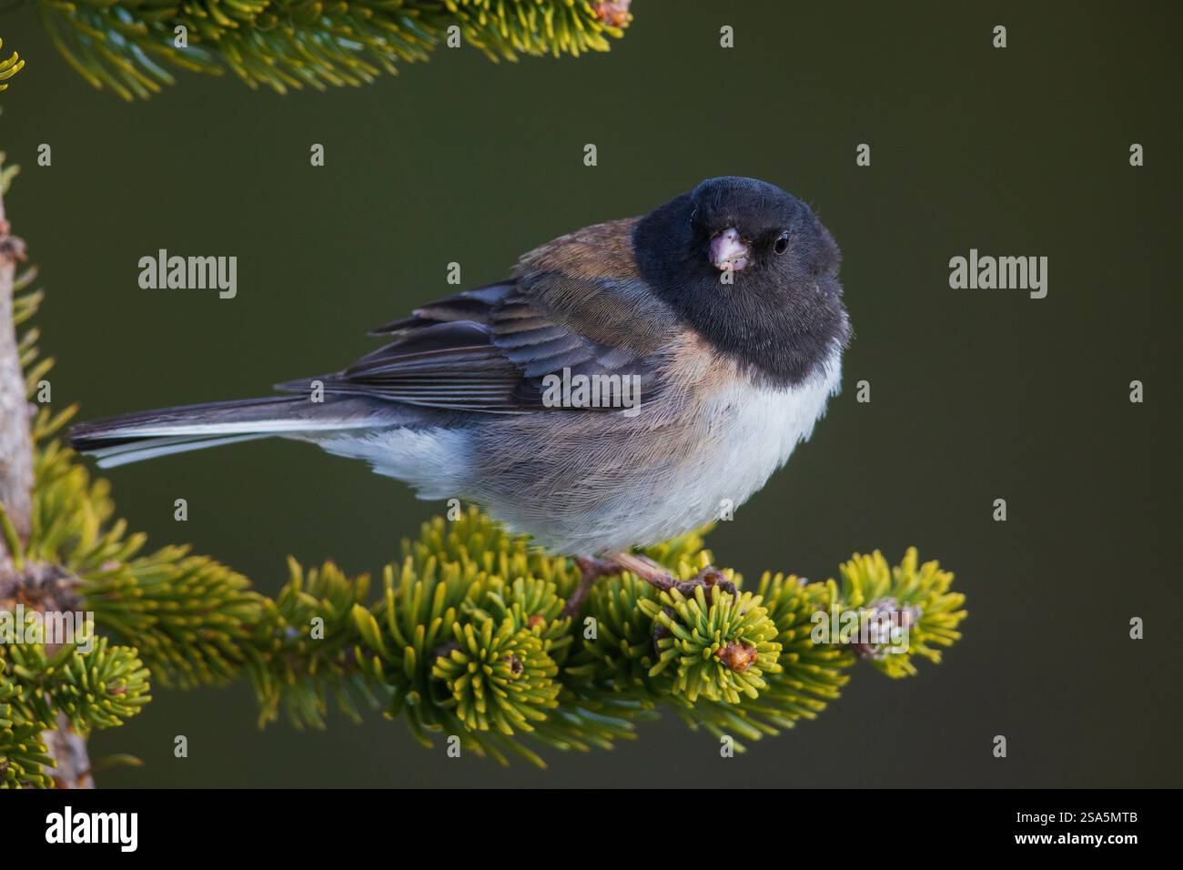 USA, Washington State. Olympic National Park, dark-eyed Junco (Oregon ...