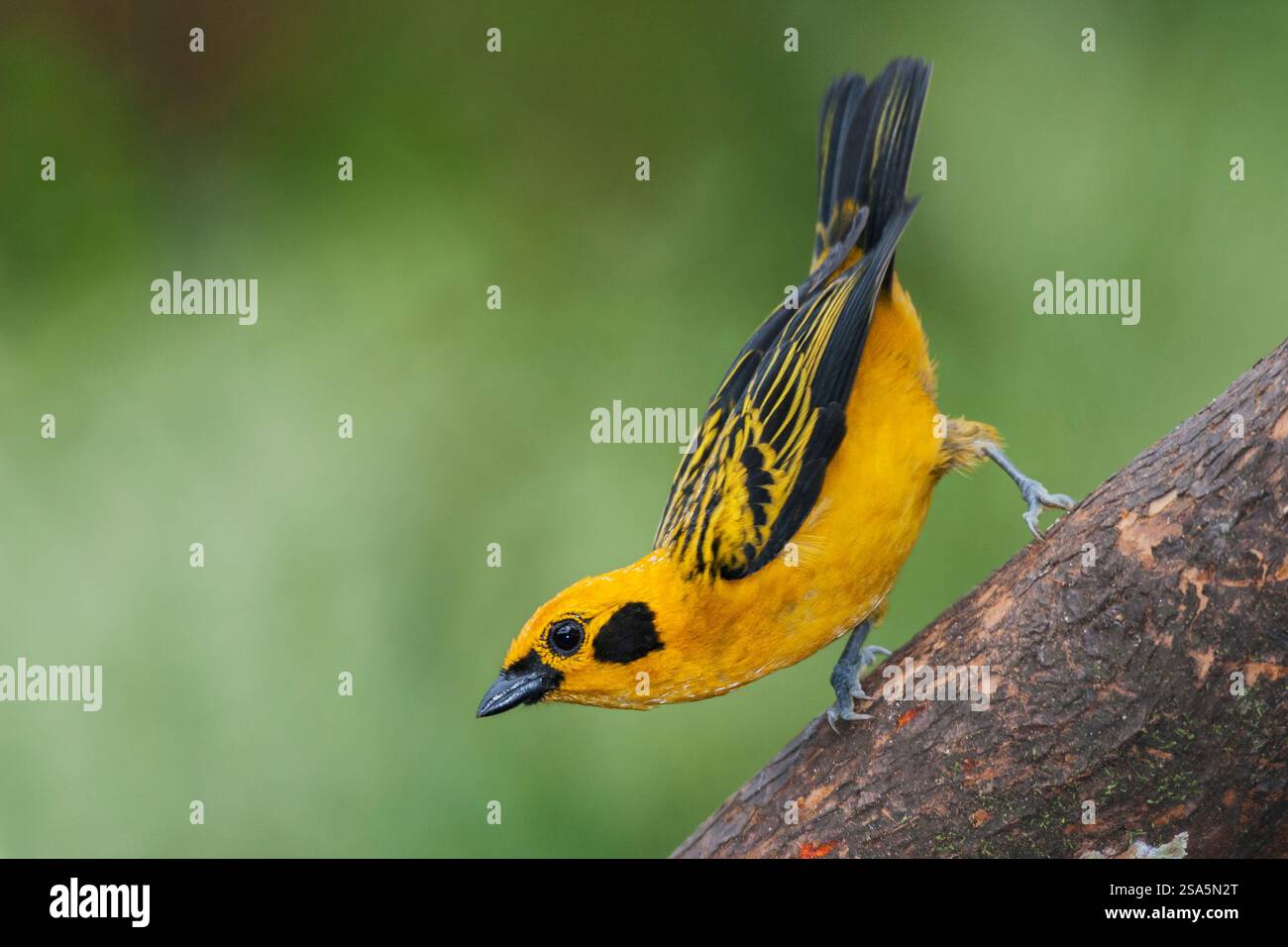 South America, Ecuador. Cloud Forest, golden tanager Stock Photo - Alamy