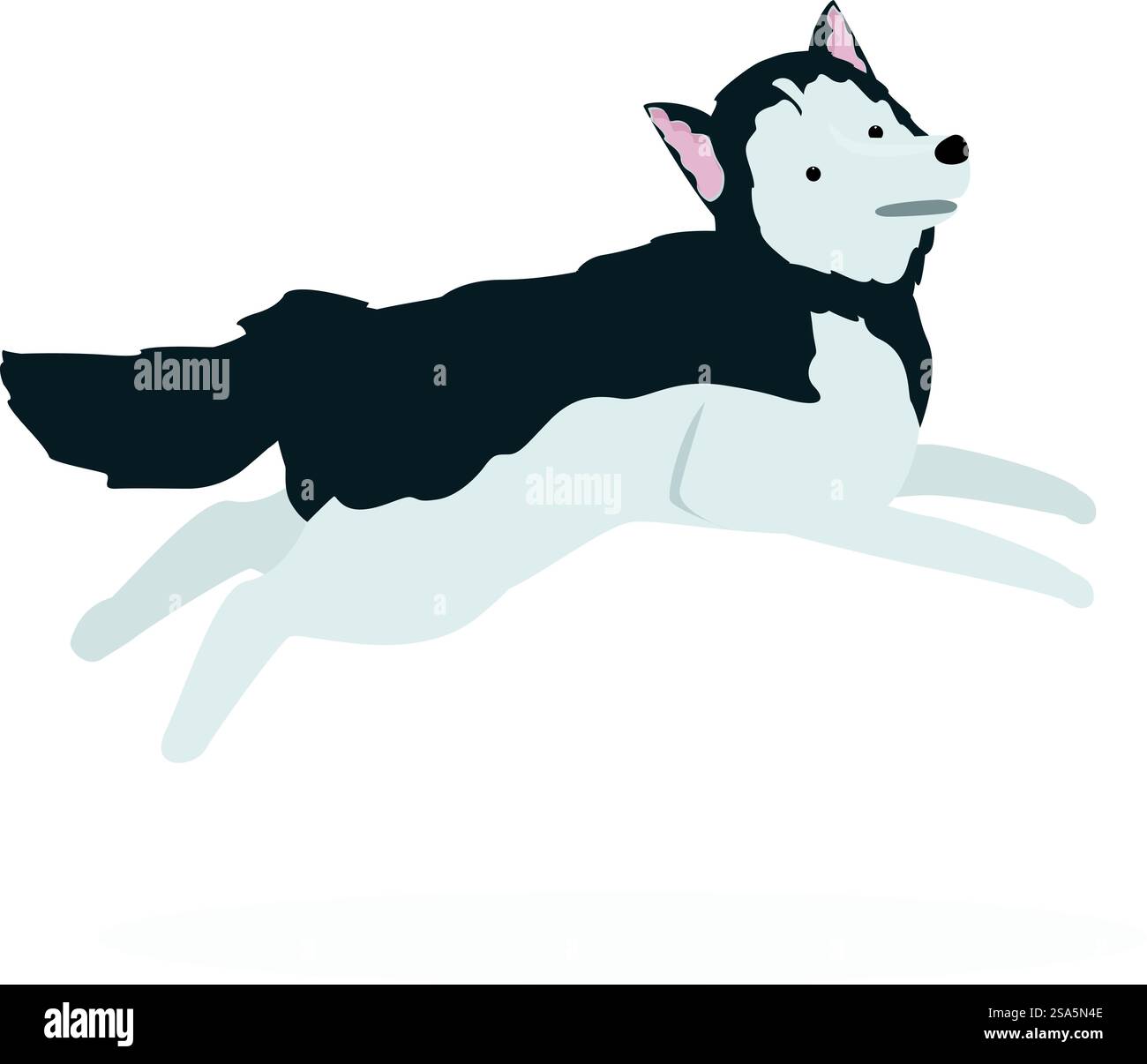 Siberian husky dog is jumping through the air. Siberian husky dog ...