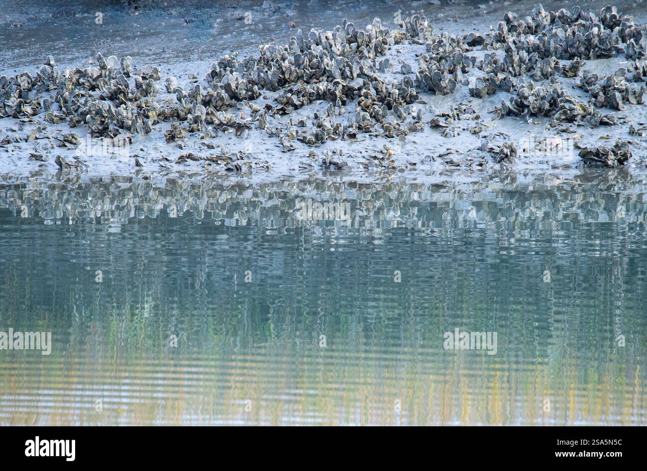 Oyster Reef Reflects in Salt Water Marsh at Low Tide Stock Photo - Alamy