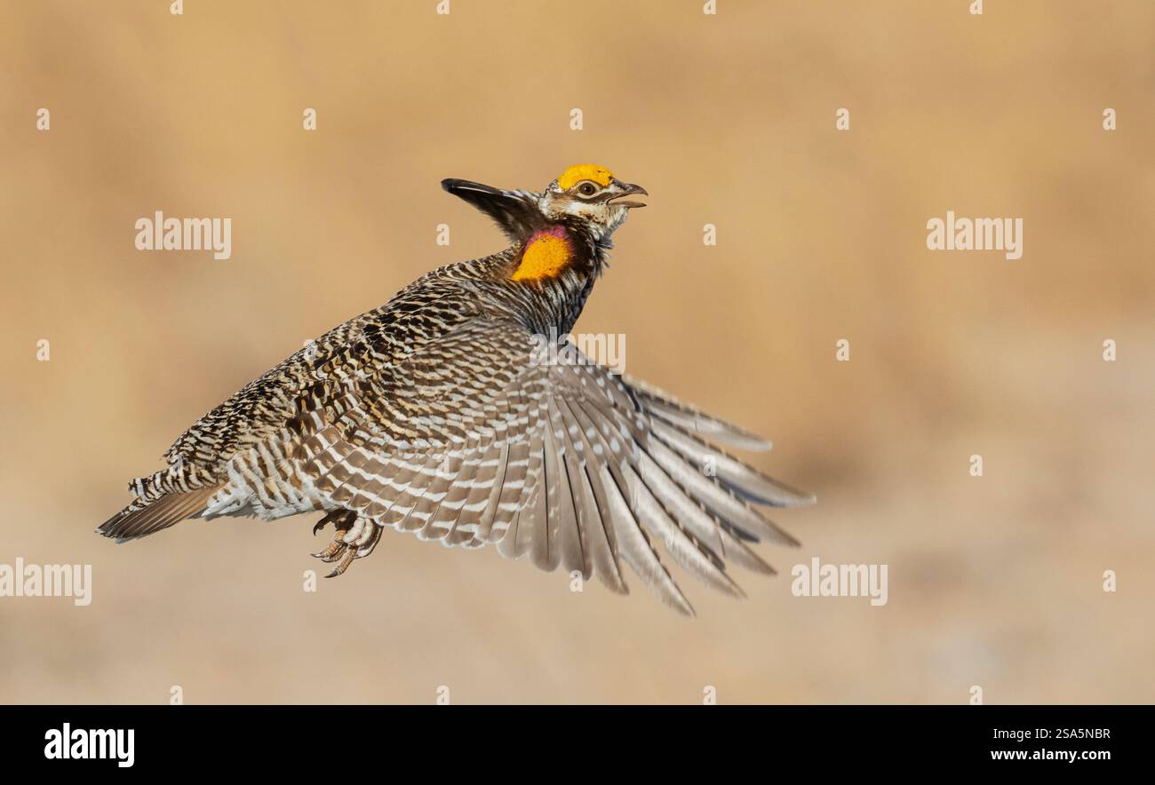 Greater prairie chicken flying, eastern Colorado plains, USA Stock ...