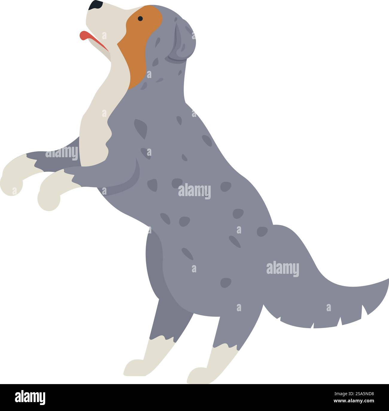 Happy australian shepherd dog standing on hind legs wagging its tail ...