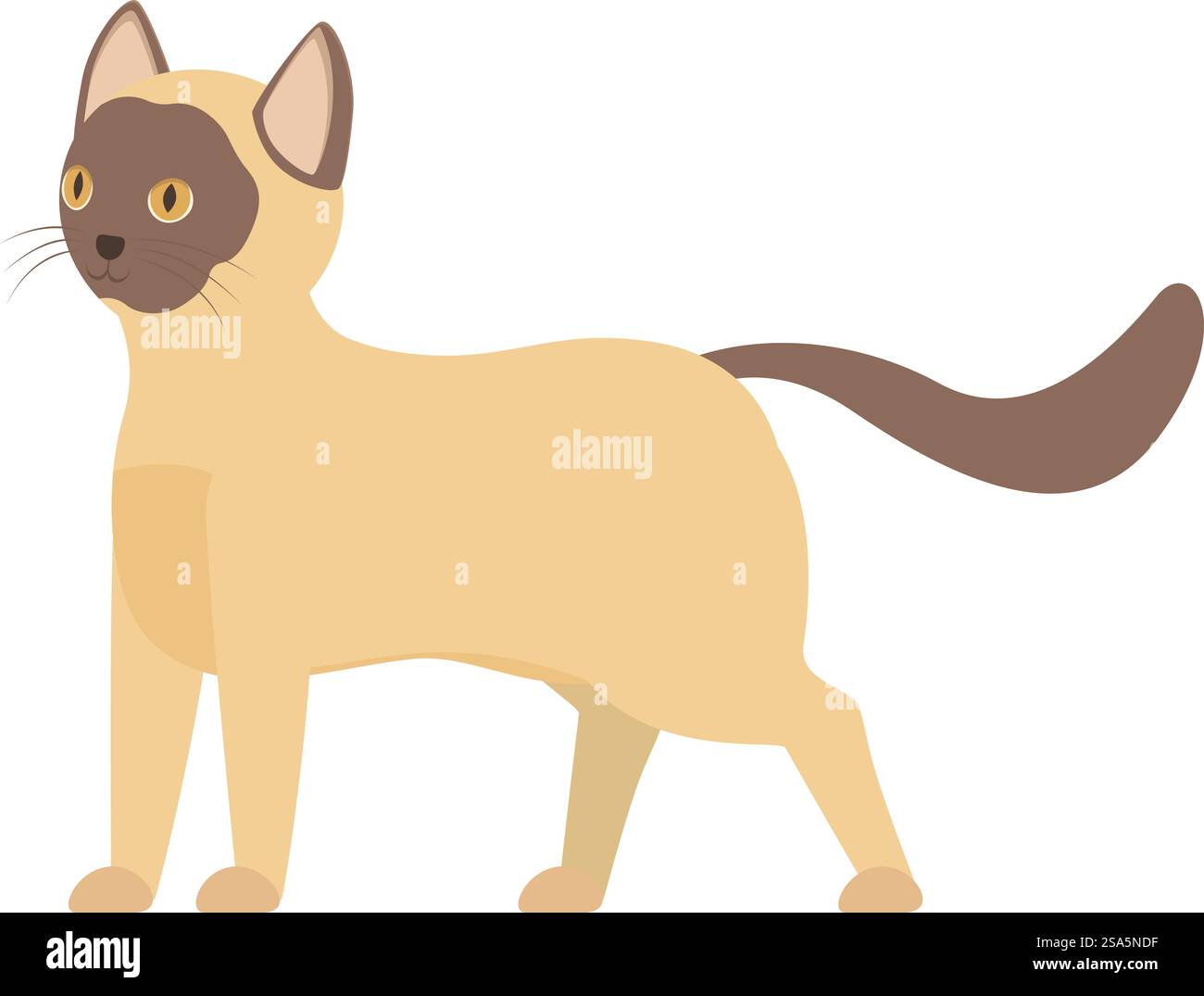 Cute siamese cat walking carefully and looking around with curiosity ...