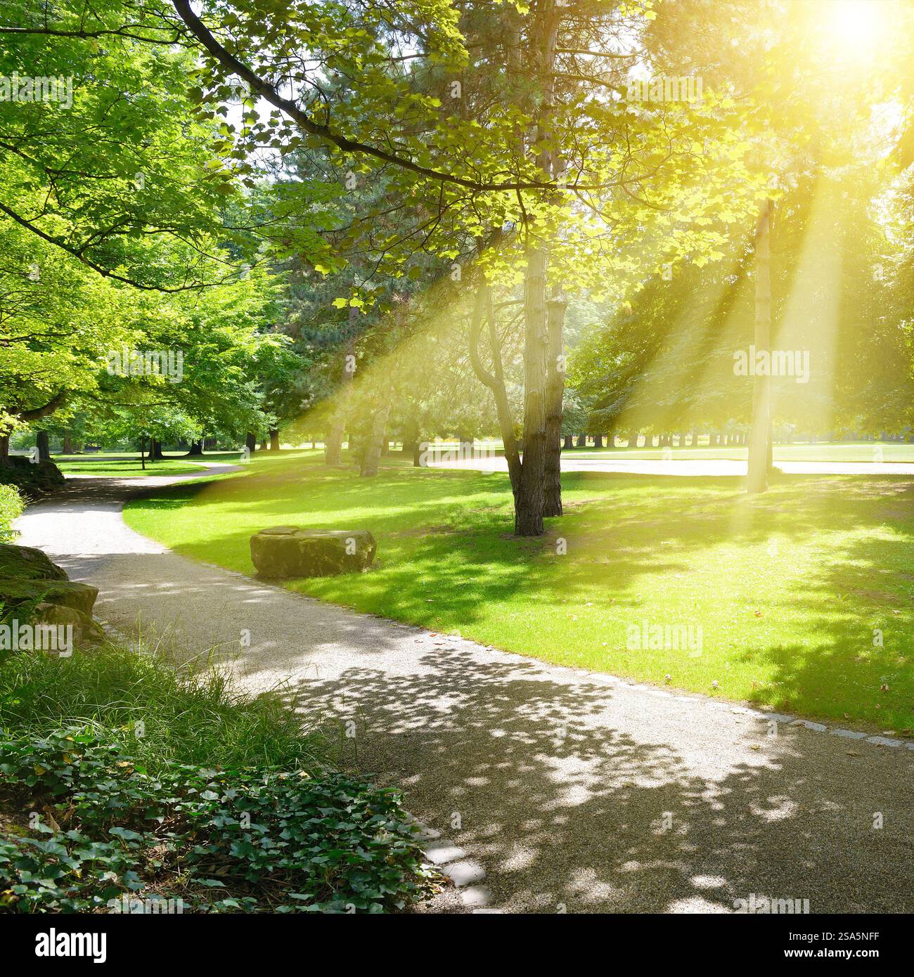 Sunrise beam in the beautiful park Stock Photo - Alamy