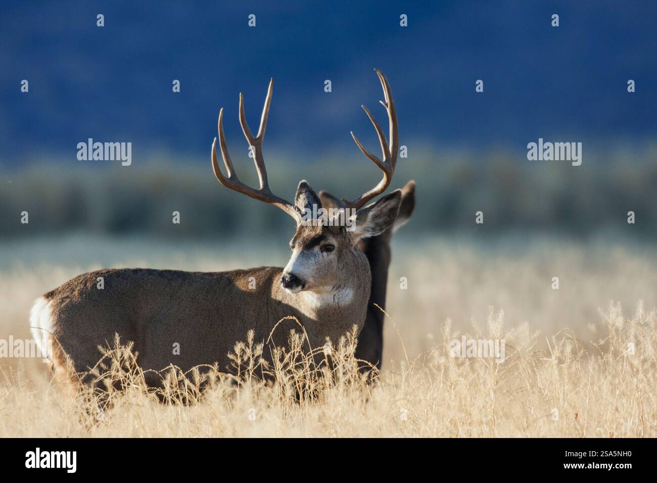 Alert mule deer buck and doe, Montana, USA Stock Photo - Alamy