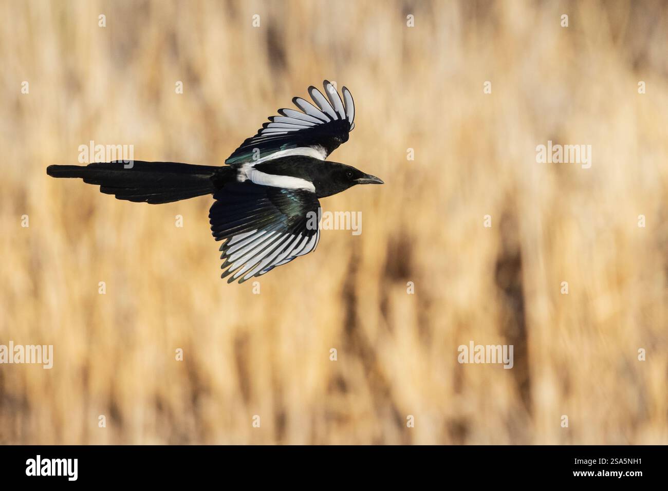 Black-billed magpie in flight Stock Photo - Alamy