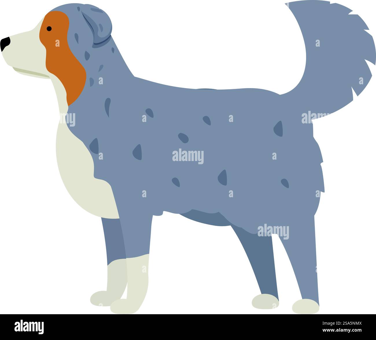 Cartoon australian shepherd dog standing on white background looking ...