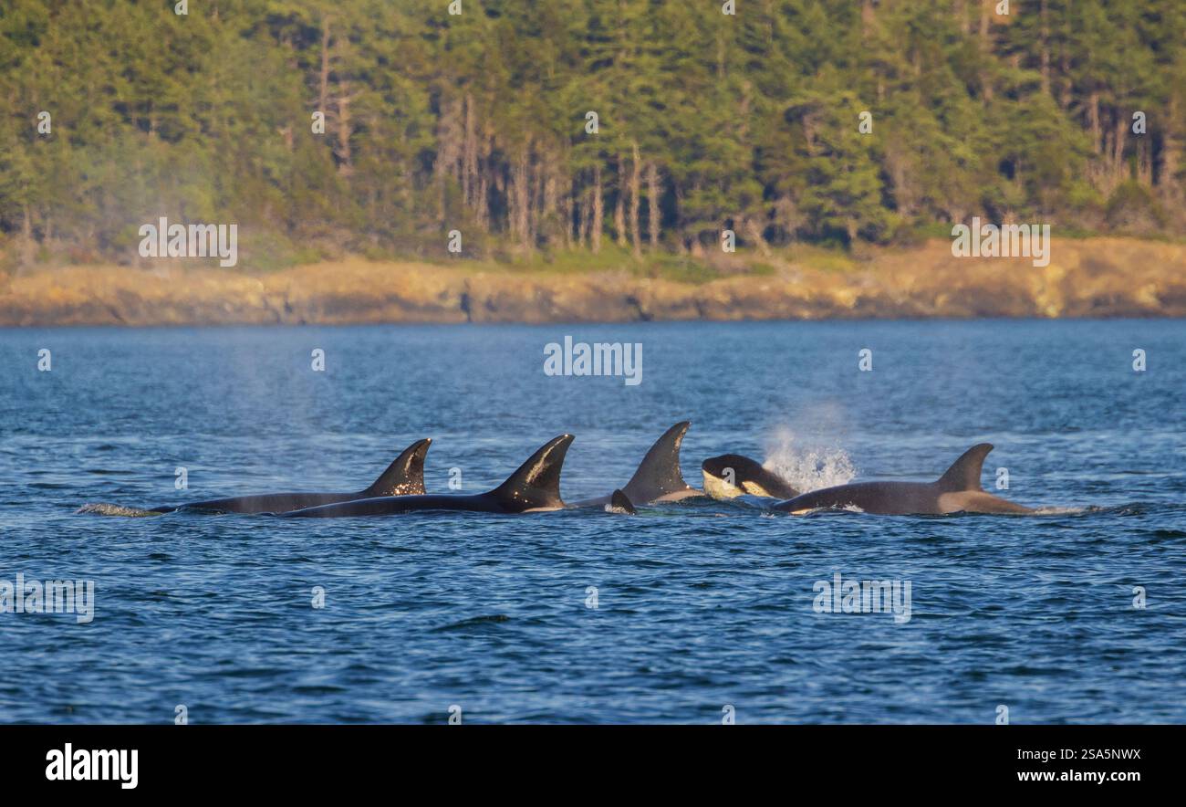 Orca whales surfacing Stock Photo - Alamy