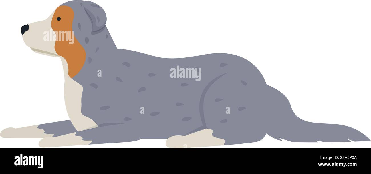 Blue merle australian shepherd dog is lying down and relaxing. Blue ...