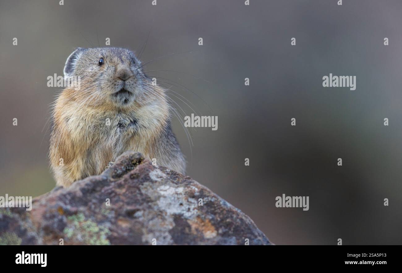 Pika, stare down Stock Photo - Alamy