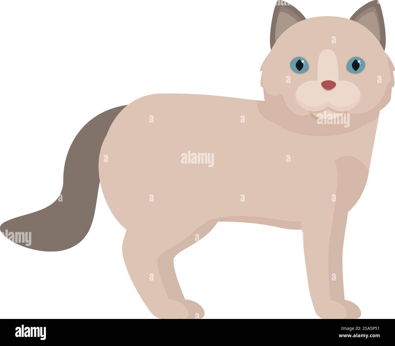 Cute ragdoll cat is standing and looking forward. Cute ragdoll cat ...