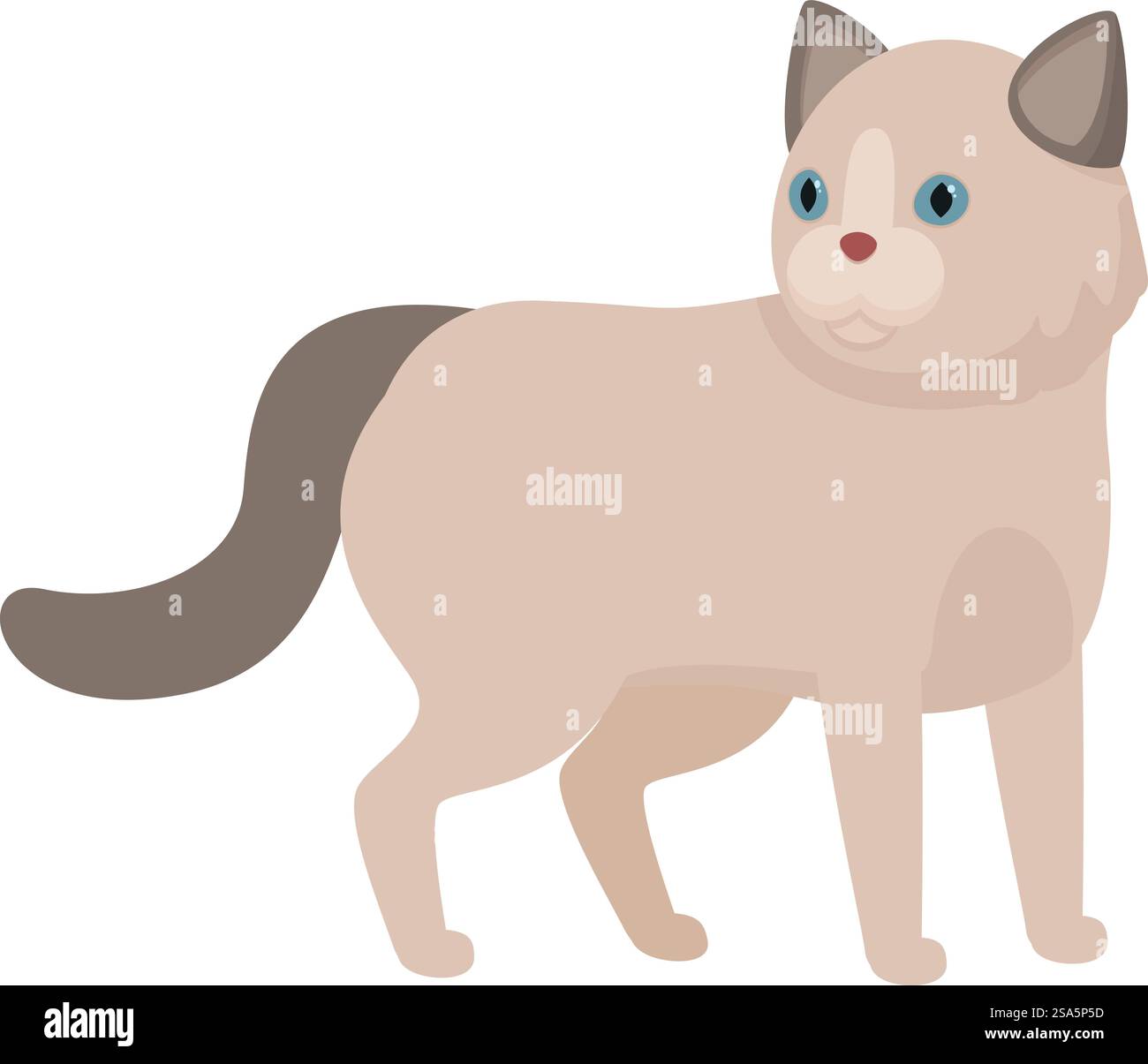 Adorable ragdoll cat with blue eyes and a fluffy tail standing in a ...