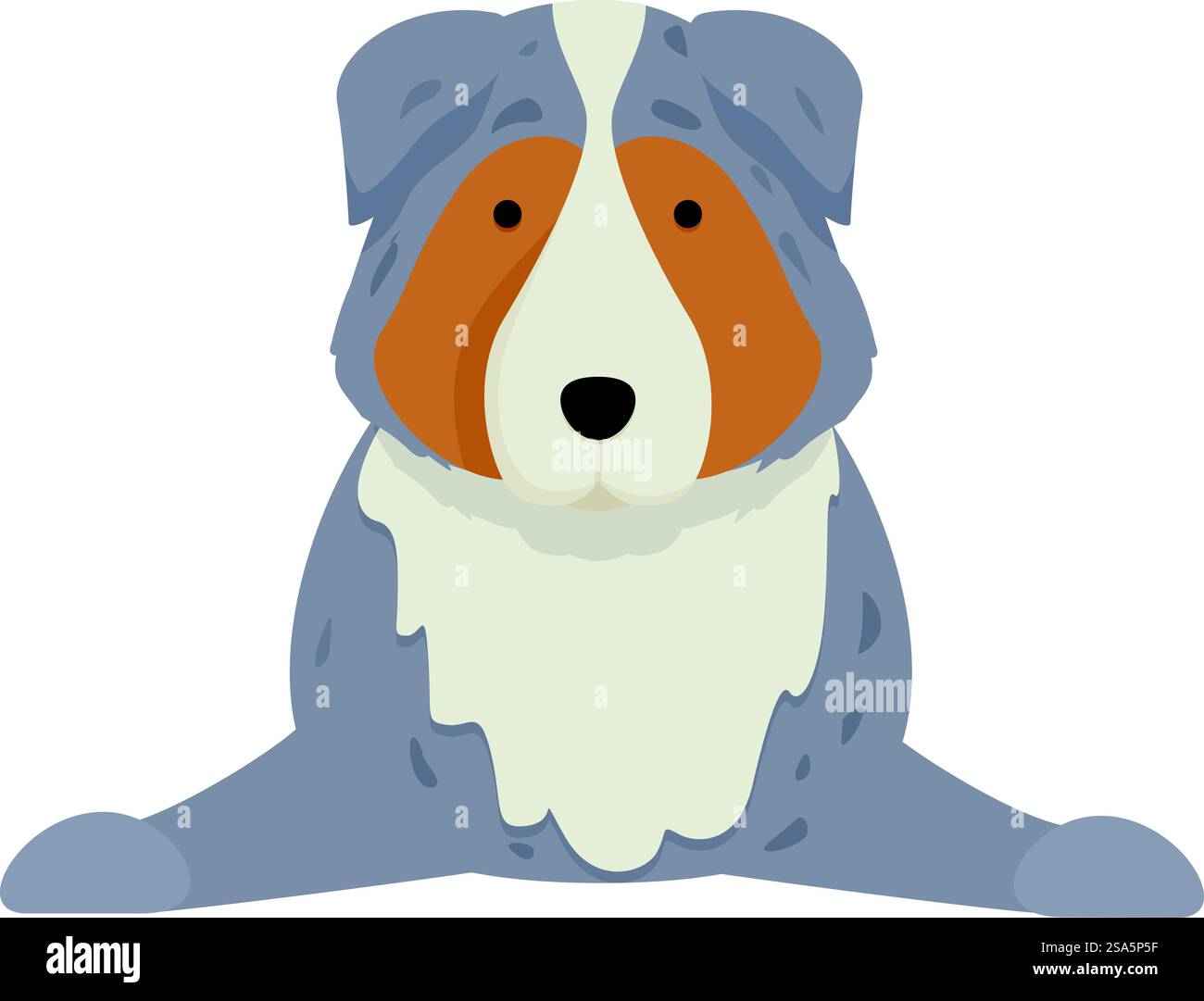 Adorable australian shepherd dog sitting down on the floor with its ...