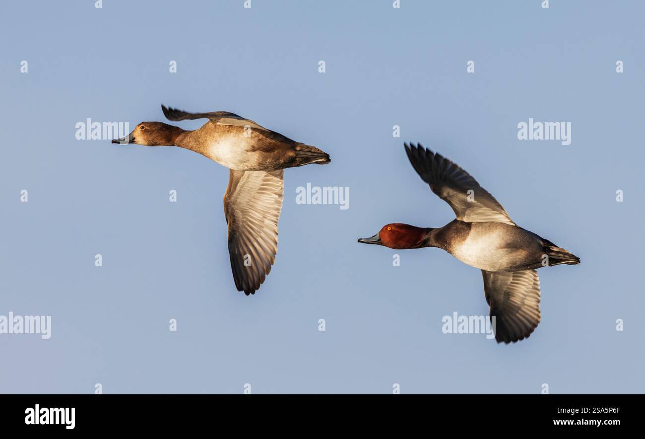 Redhead pair flying overhead, Colorado, USA Stock Photo - Alamy