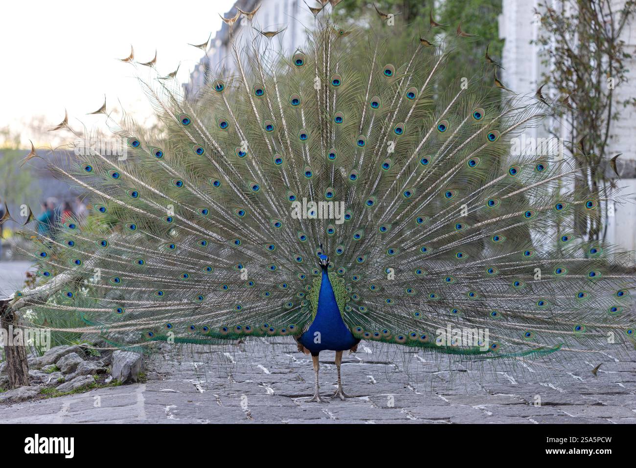 Majestic peacock displays full plumage in mesmerizing courtship ritual ...