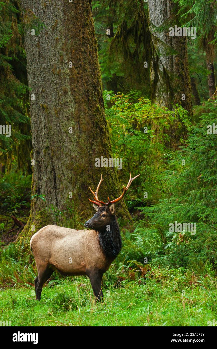 Roosevelt bull elk, Pacific Northwest rainforest Stock Photo - Alamy