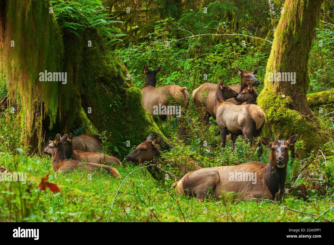 Olympic National Park, Roosevelt elk resting in the rainforest, Olympic ...