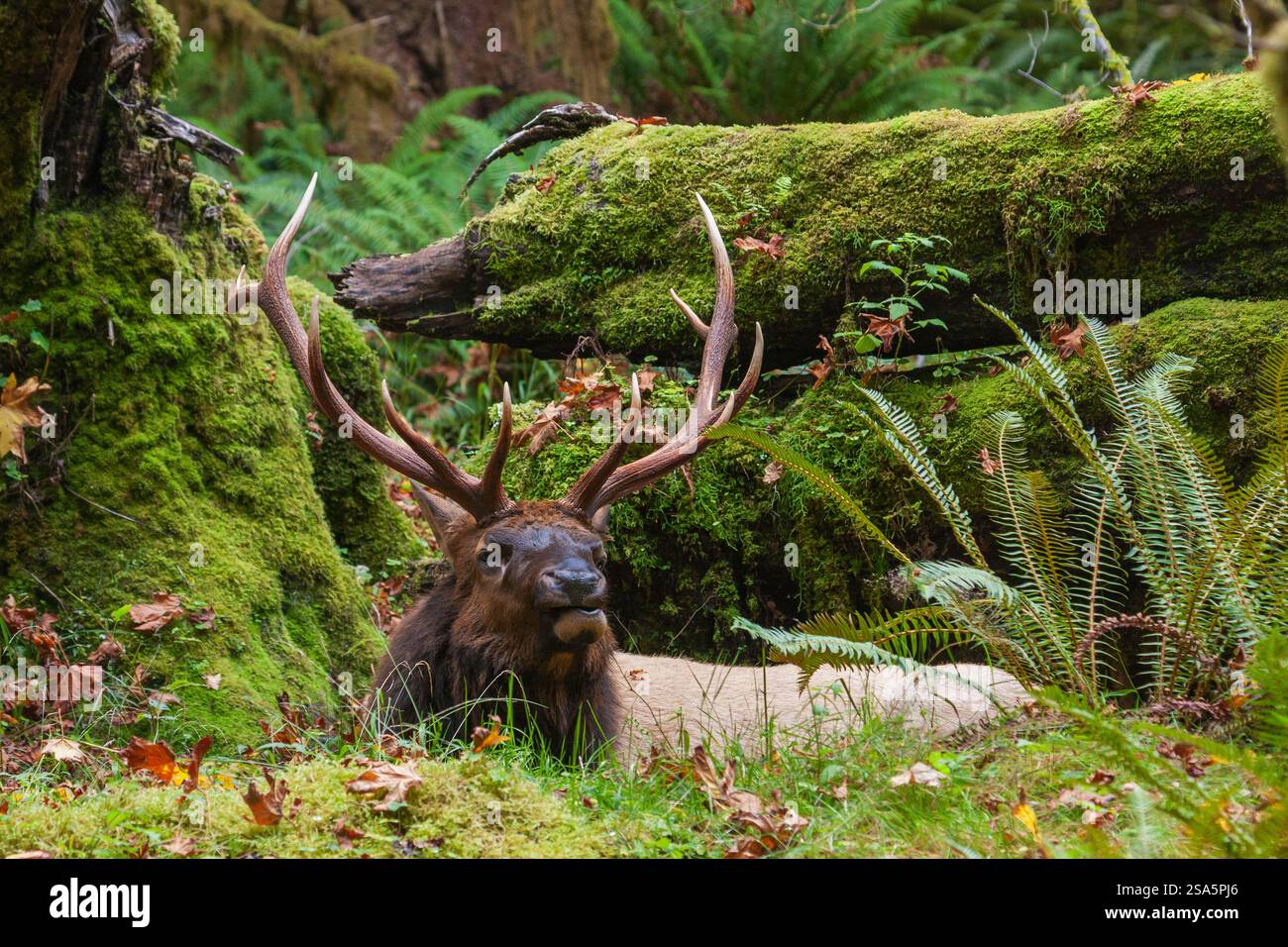 Roosevelt bull elk, Pacific Northwest rainforest Stock Photo - Alamy