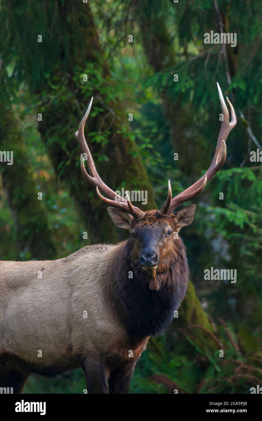 Roosevelt bull elk, Pacific Northwest rainforest Stock Photo - Alamy