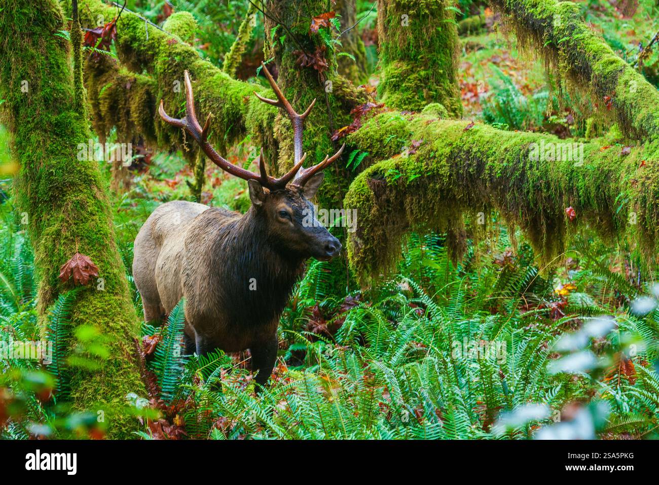 Roosevelt bull elk, Pacific Northwest rainforest Stock Photo - Alamy