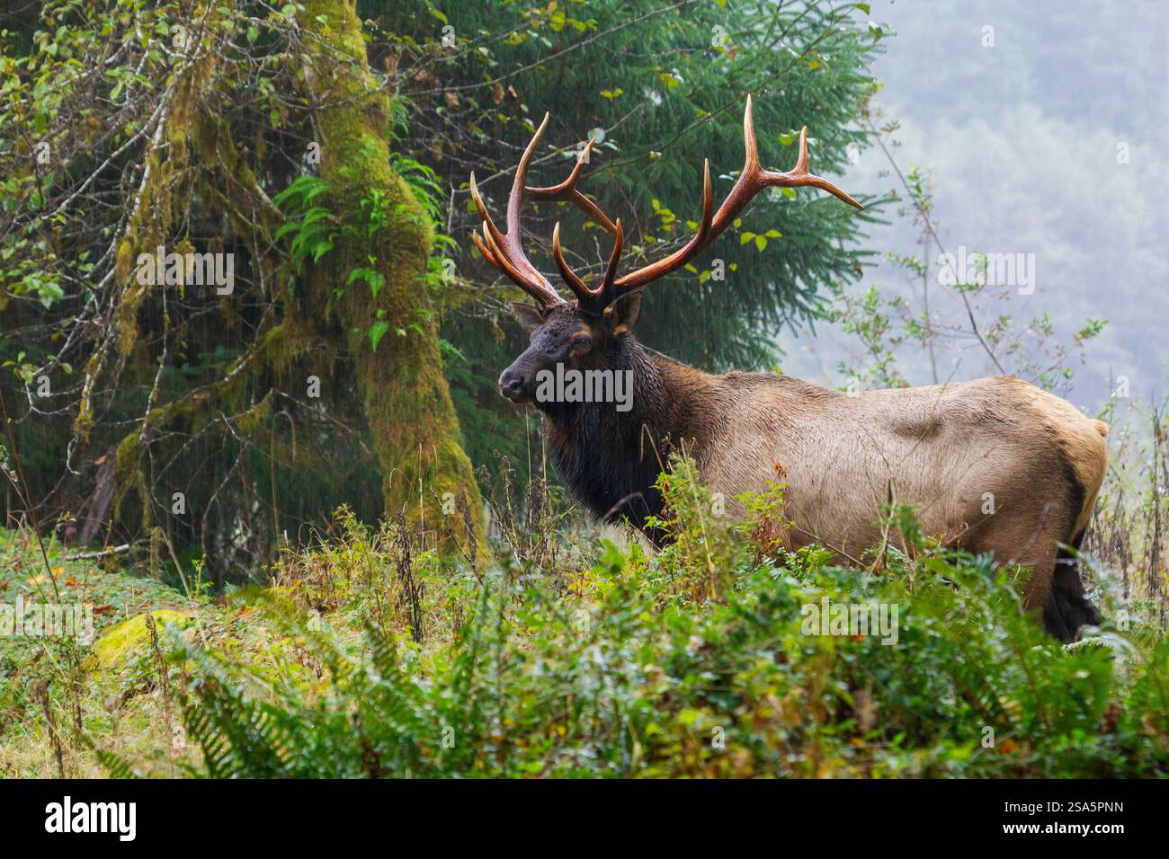 Roosevelt bull elk, Pacific Northwest rainforest Stock Photo - Alamy