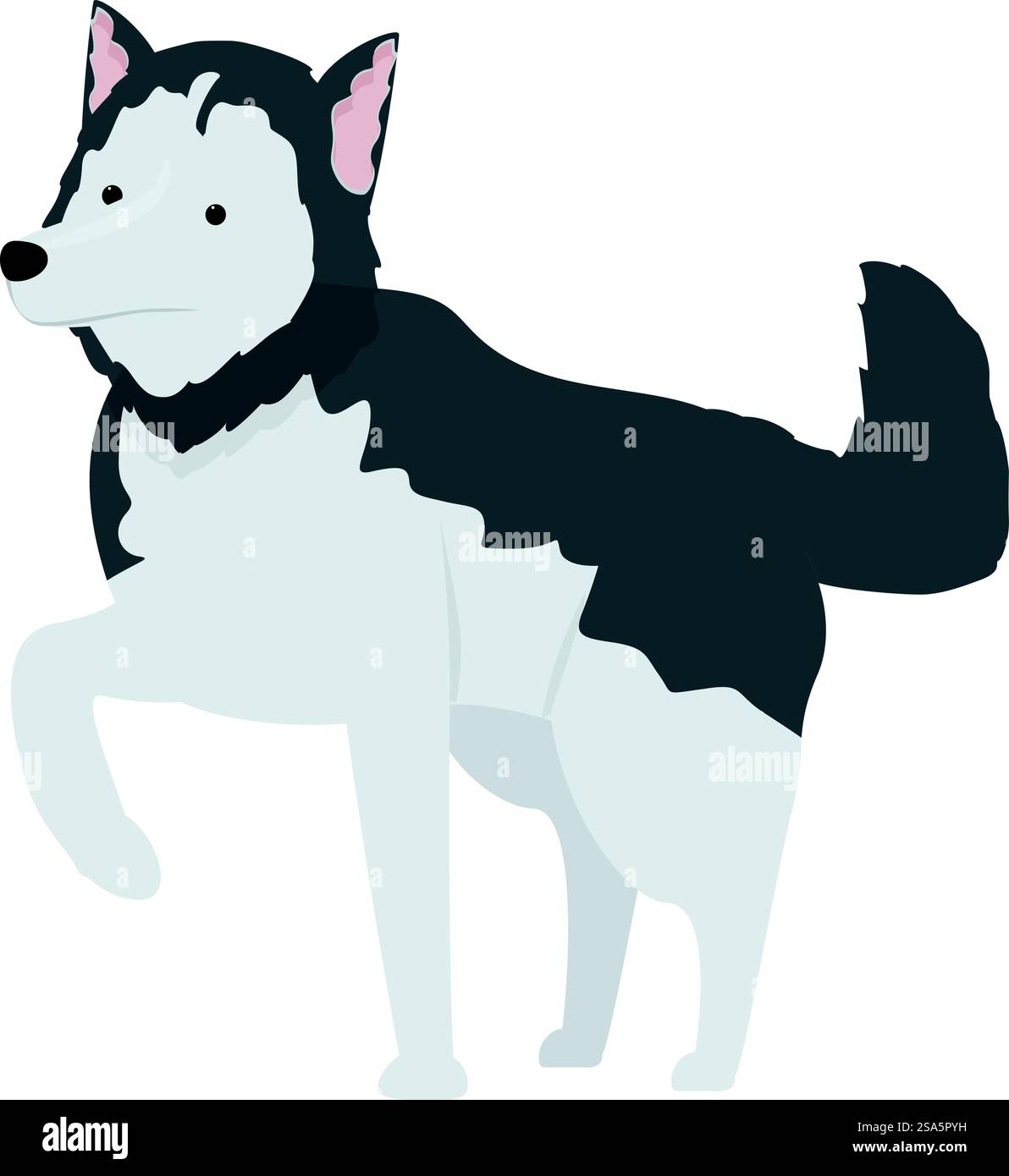 Beautiful siberian husky dog is standing and raising its paw. Siberian ...