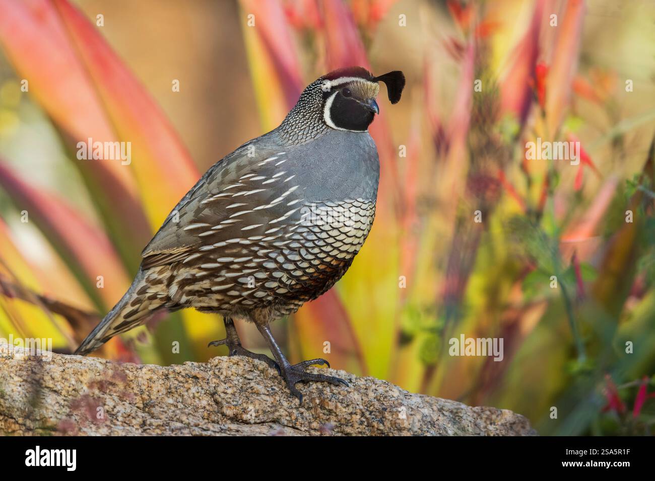USA, Southern California, Poway, California quail Stock Photo - Alamy