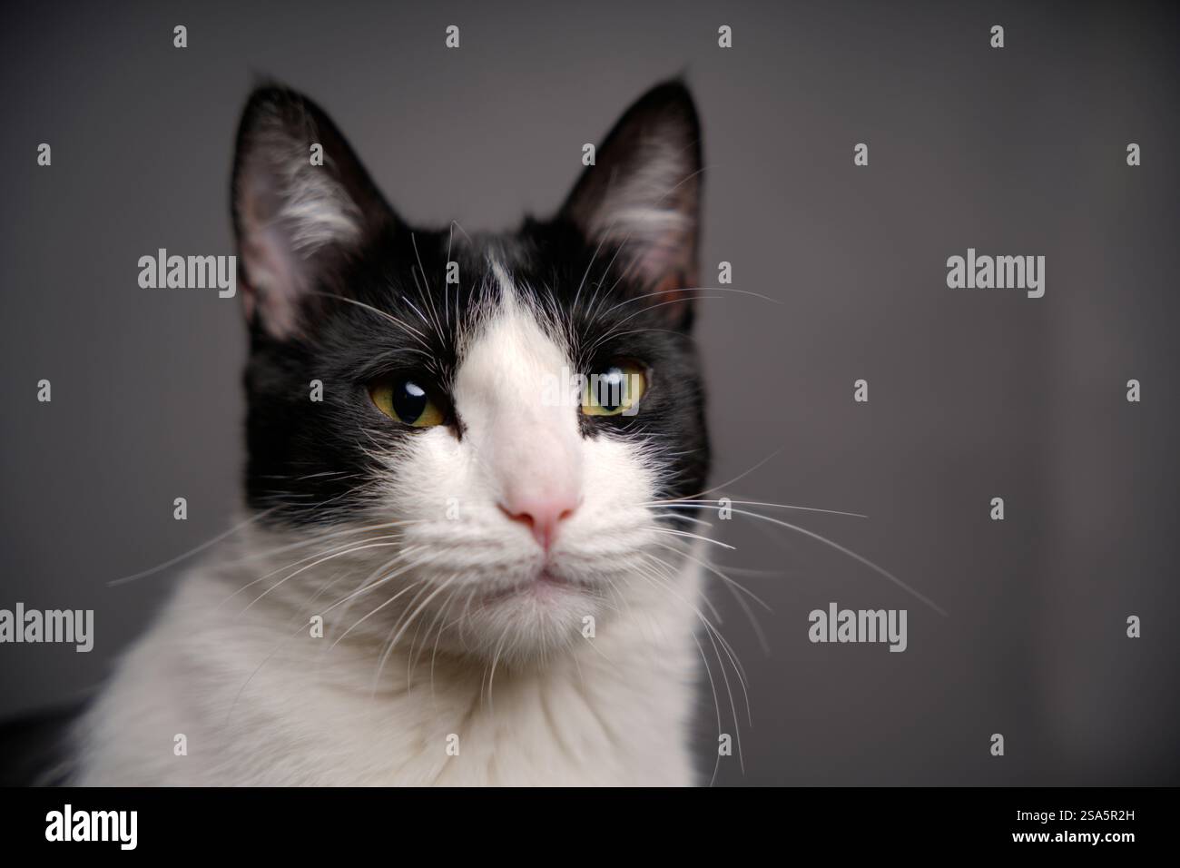 tuxedo cat portrait with copy space Stock Photo - Alamy