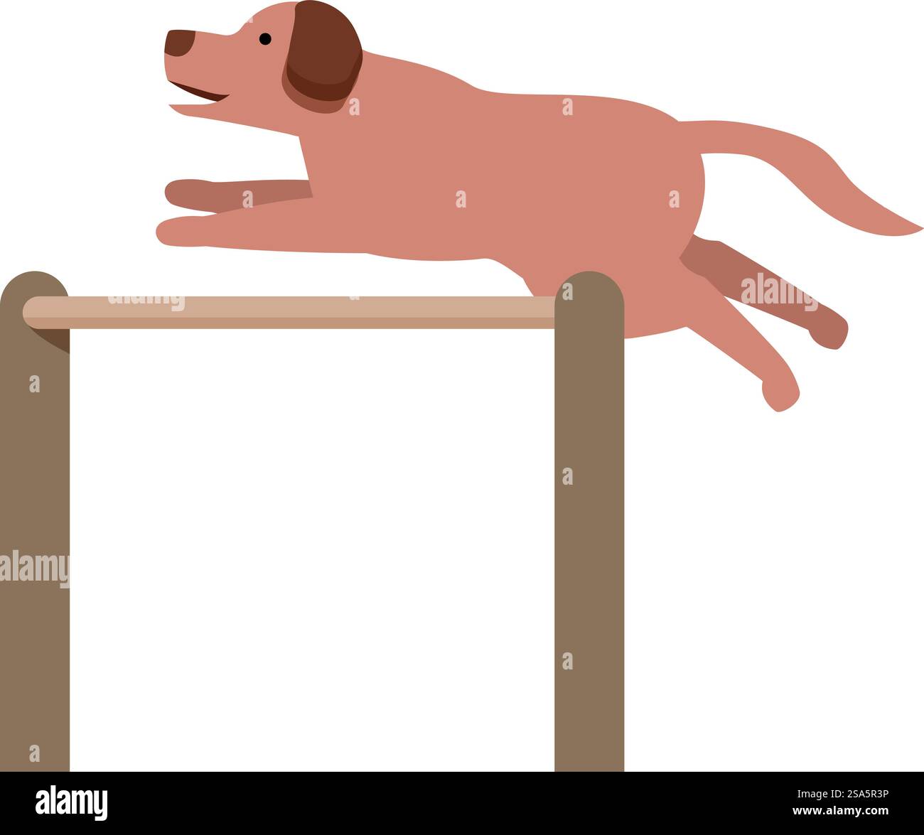 Brown dog jumping over an obstacle on a white background. Brown dog ...