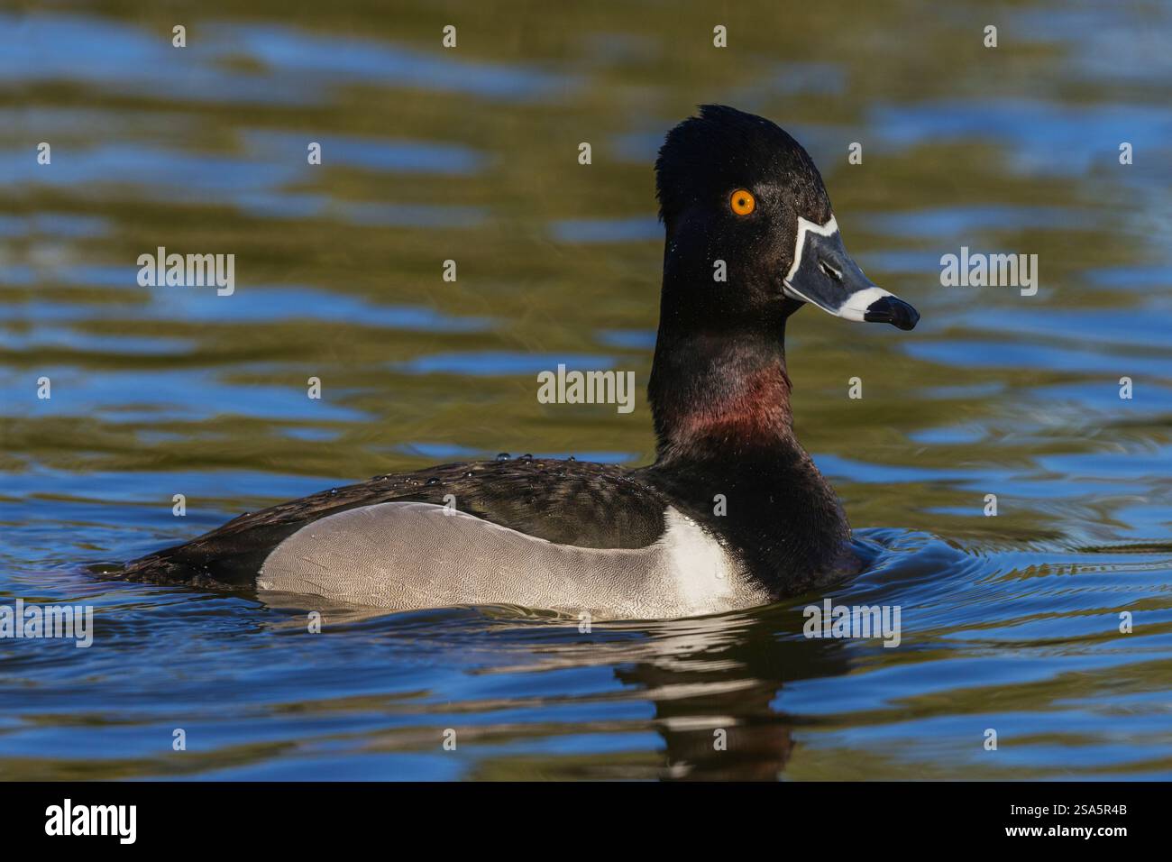 Ring-necked duck drake, Southern California wetland, USA Stock Photo ...