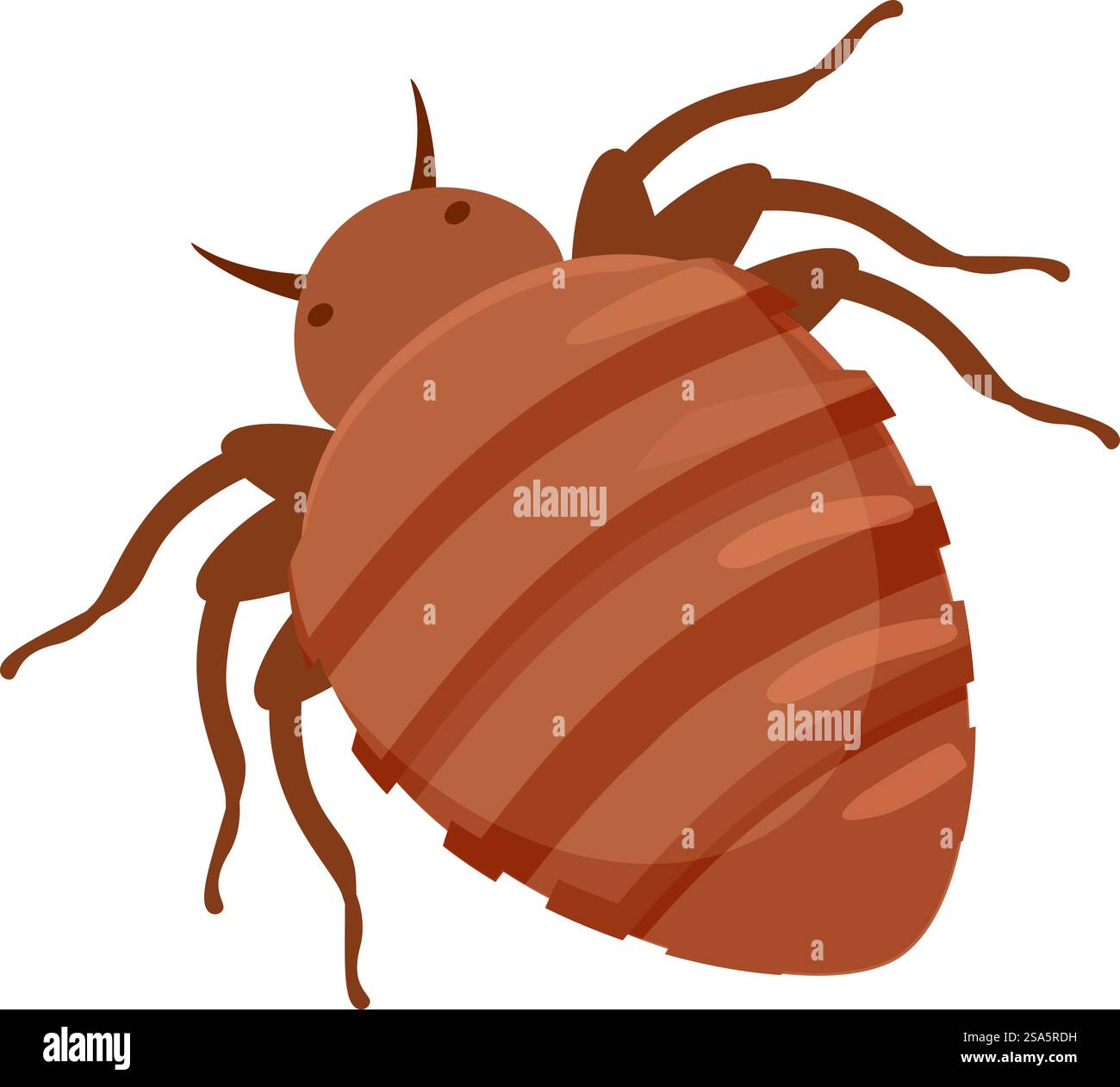 Bedbug is crawling, a parasitic insect known for spreading diseases ...