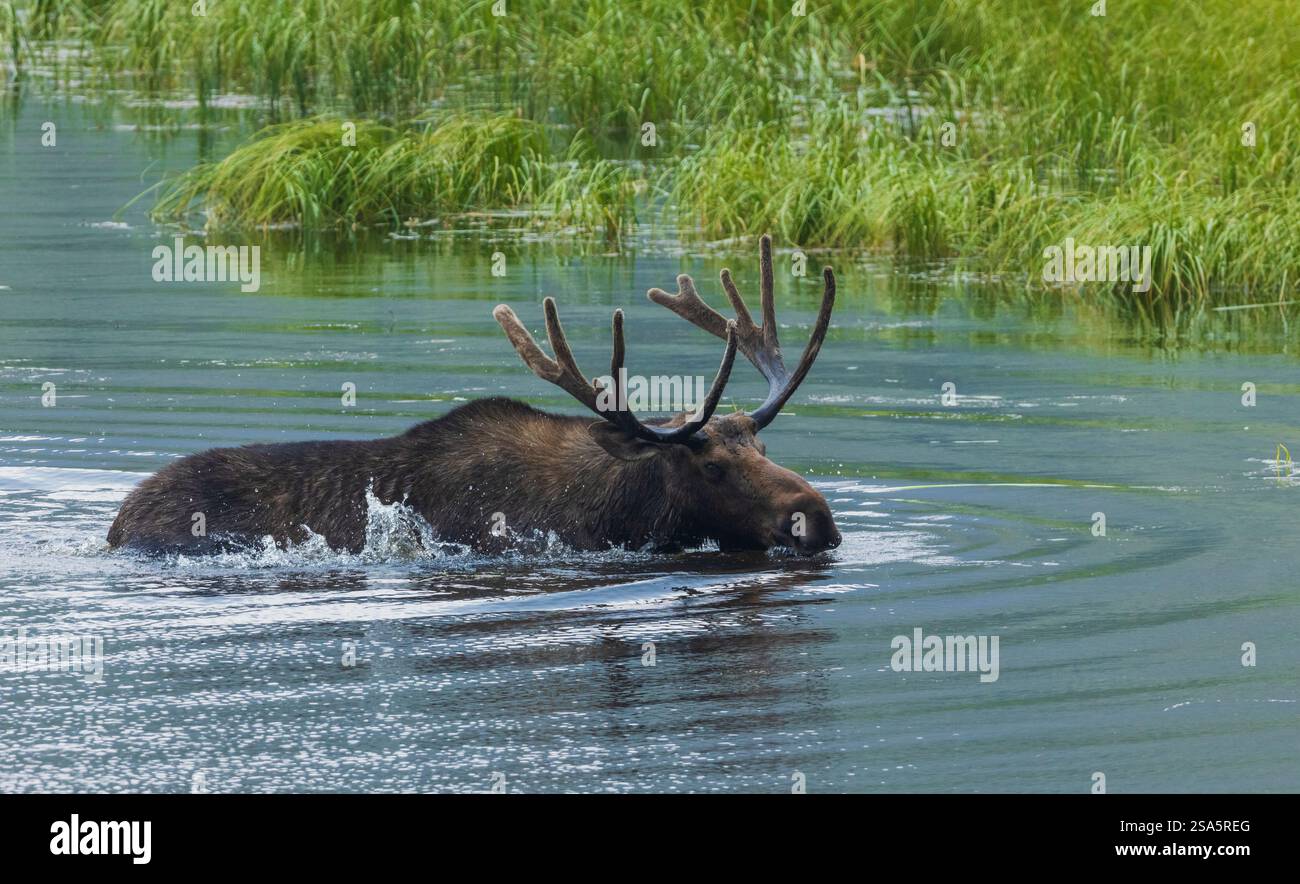 Bull moose foraging on hi-res stock photography and images - Alamy