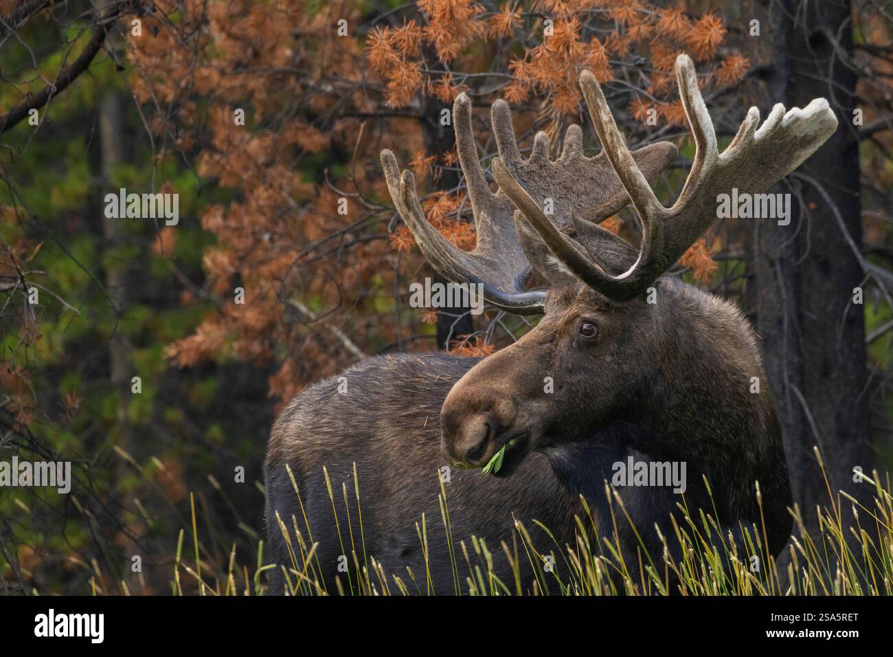 Bull moose foraging on hi-res stock photography and images - Alamy
