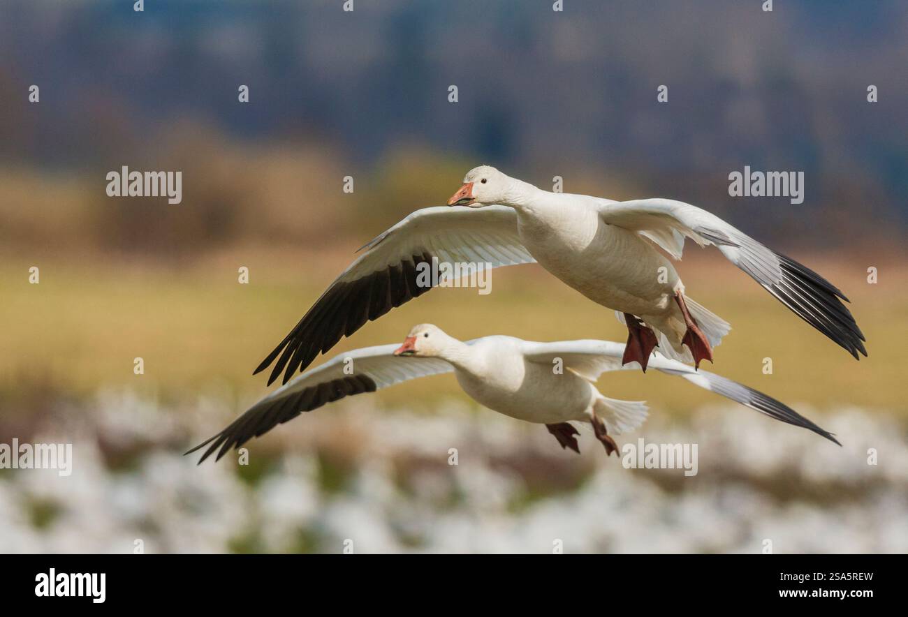 USA, Washington State. Skagit Valley, snow geese pair alighting with ...